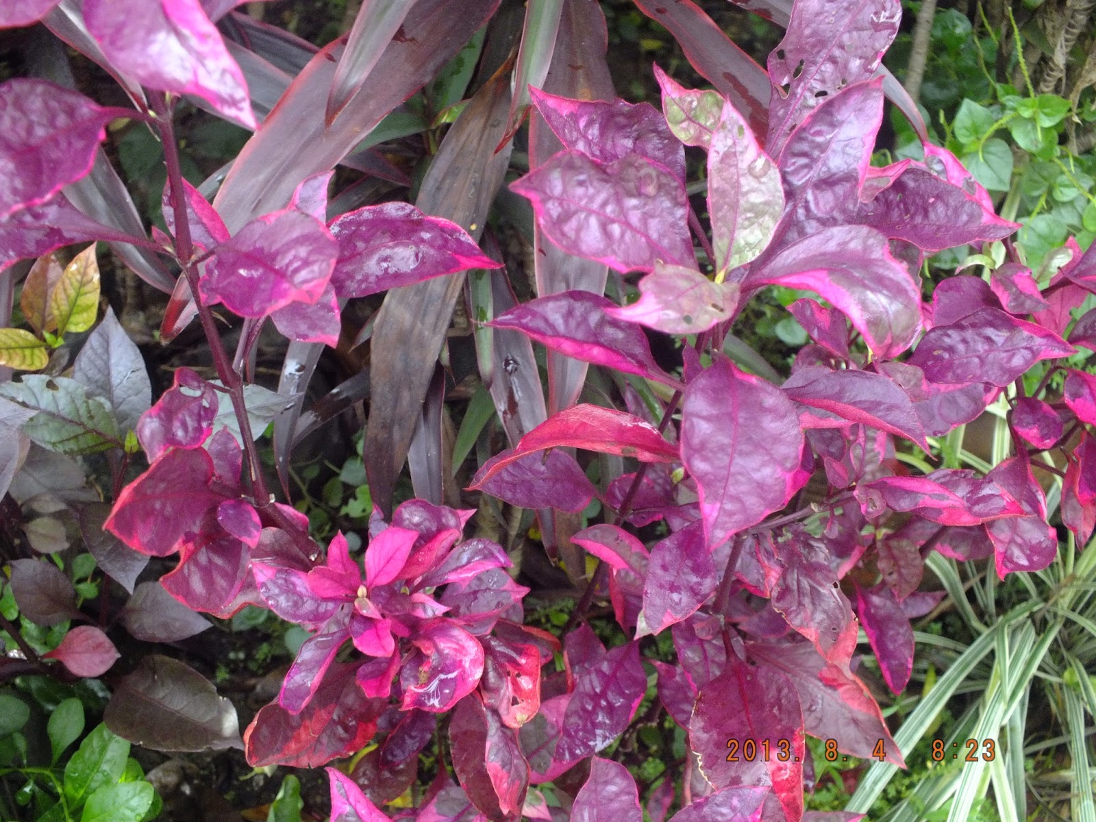 Photography with Dr. Ernie.: blood leaf, Iresine Lindenii