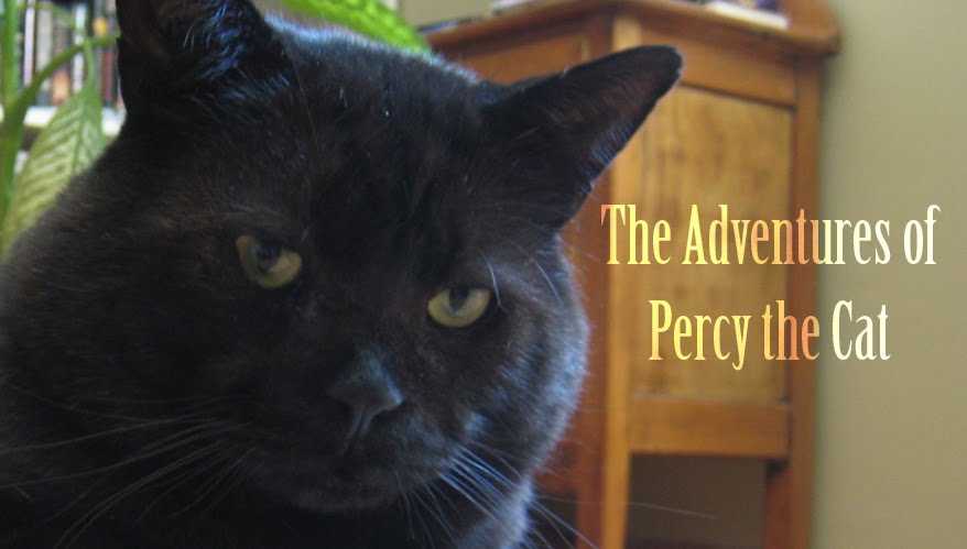 The Adventures of Percy the Cat