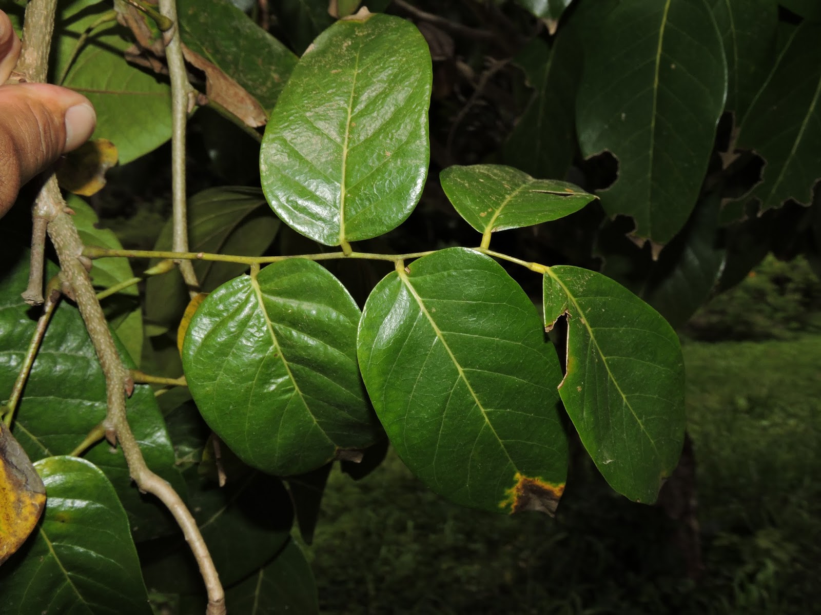 Fabaceae - Leguminosae no Brasil: Poecilanthe