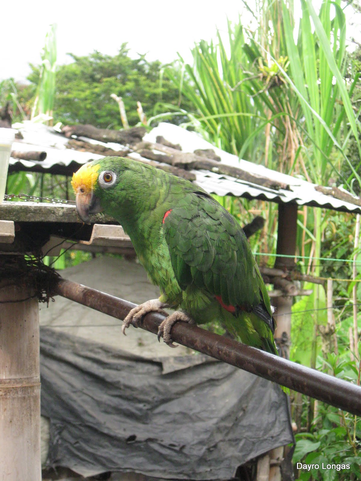 Fauna de Colombia - Wildlife Colombia: Lora