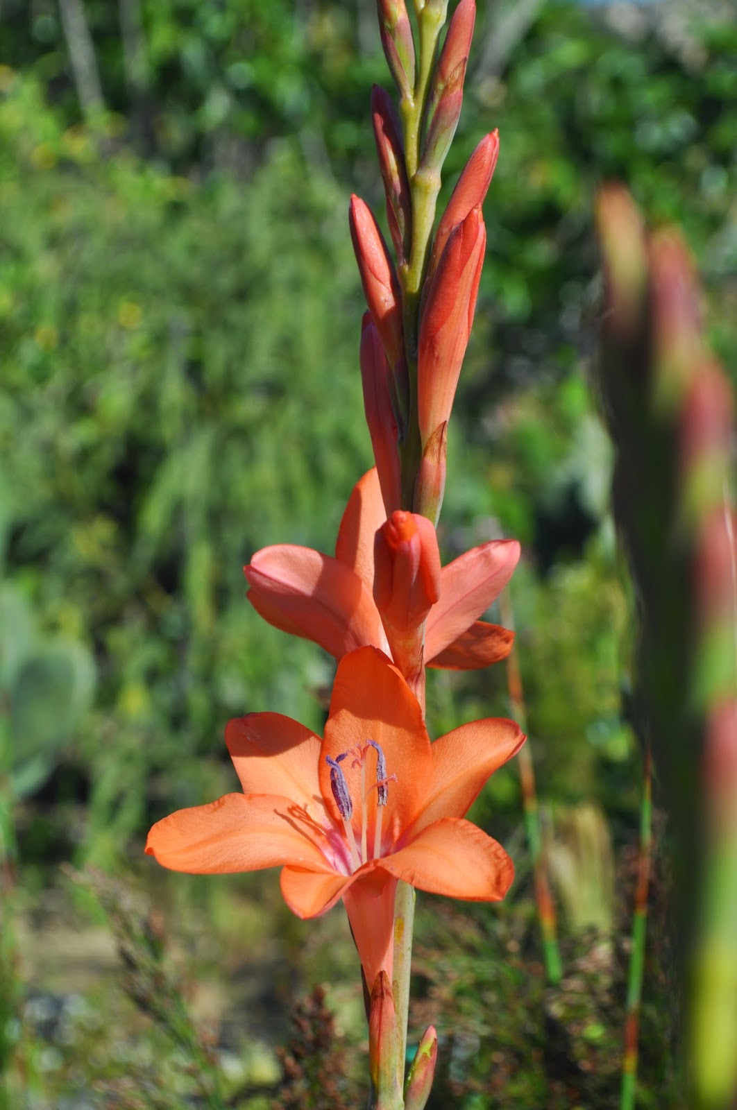 A Passion for Flowers: Fynbos: A Treasured Natural Heritage