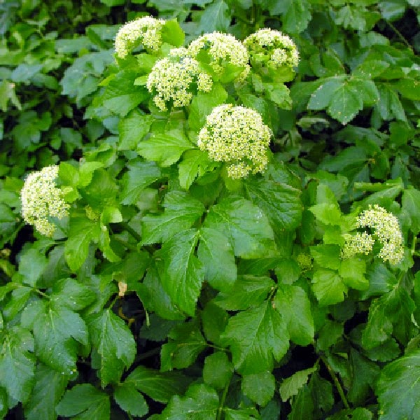 Le jardin de Pestoune: Maceron