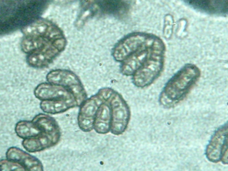 MICOLOGIA PANAMENSIS: Notas Micologicas (146). Observaciones sobre el ...