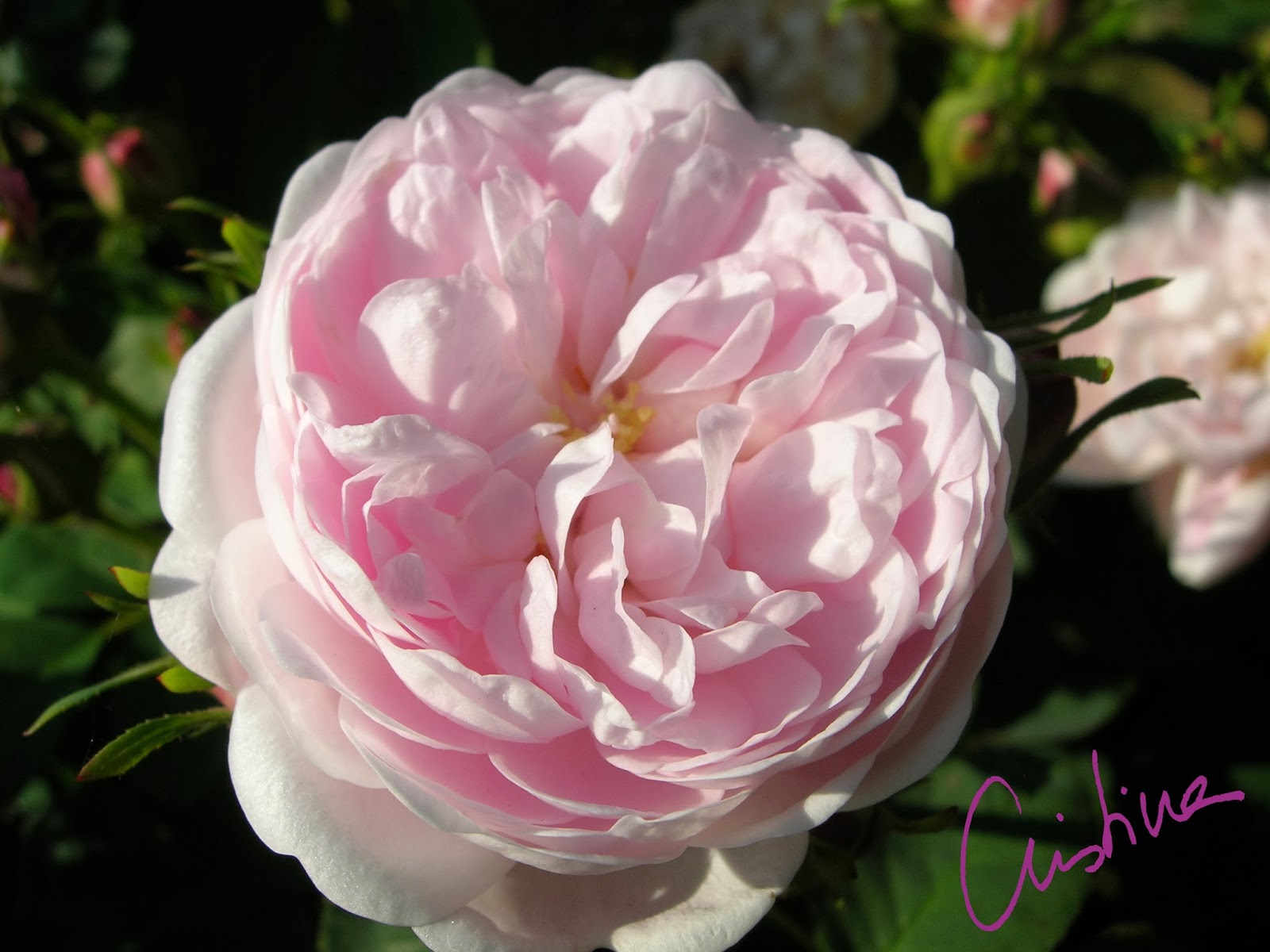 Pompon Blanc Parfait: mestizaje de dos sagas familiares.