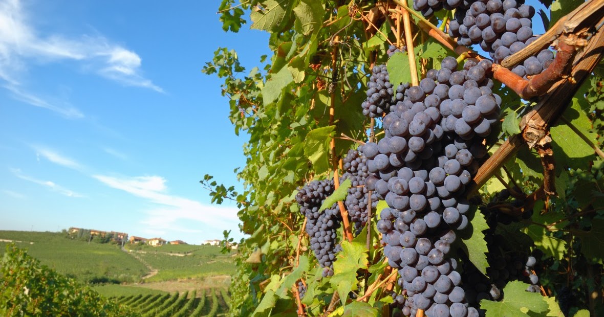 AIMC NEWS: IL PADRONE DELLA VIGNA