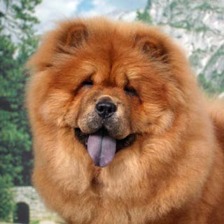 anjing chow-chow | Jenis-Jenis Anjing dan Kucing