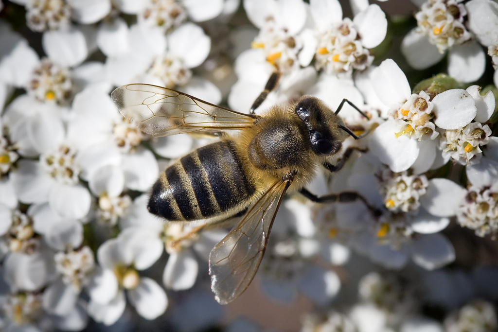 Invertebrados de Huesca: Apis mellifera (Abeja europea, melífera ...