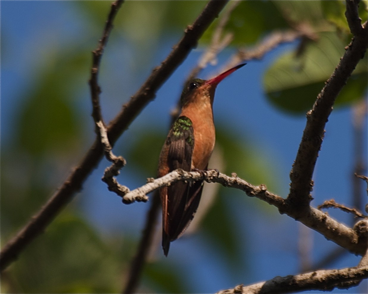 Bellas Aves de El Salvador: Amazilia rutila (colibrí canela)
