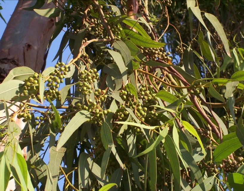 Plant Database: Eucalyptus sp.