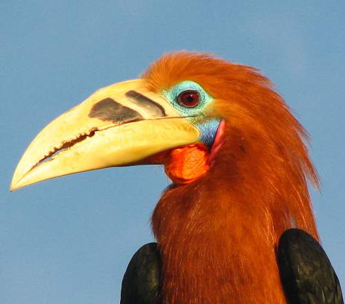 Rufous-necked hornbill photos | Birds of India | Bird World