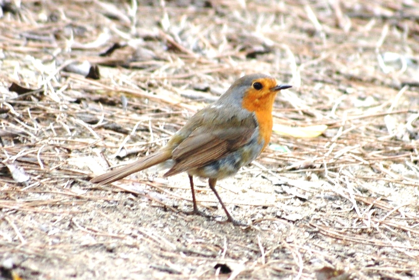 Imagens da vida animal: Pisco-de-peito-ruivo (Erithacus rubecula)