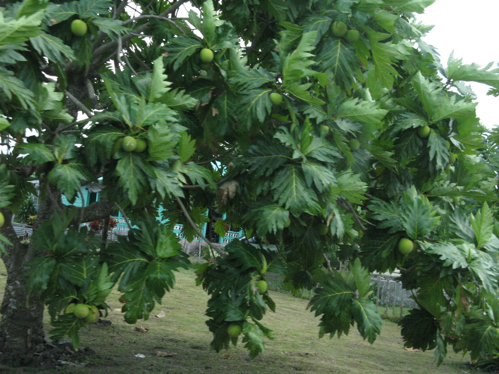 Fruit Warehouse: Breadfruit ( Artocarpus altilis )