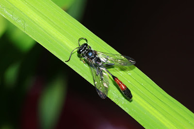 PELITA KABAD: PENYENGAT