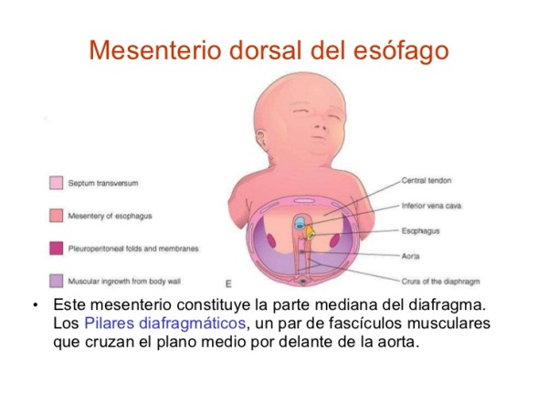 Histo Embriologia : Embriologia del Sistema Digestivo