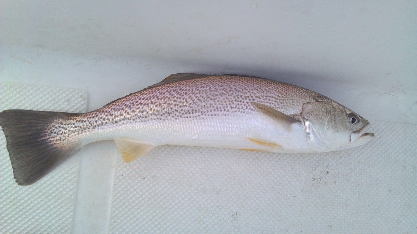 www.Seaislebaitandtackle.net: Weakfish Sea Ise City