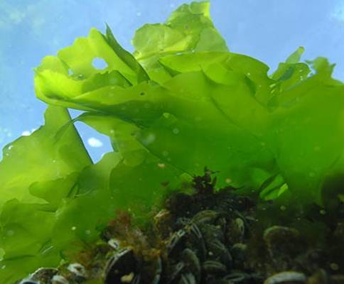 Talófitas, Briófitas e Pteridófitas