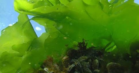 Talófitas, Briófitas e Pteridófitas