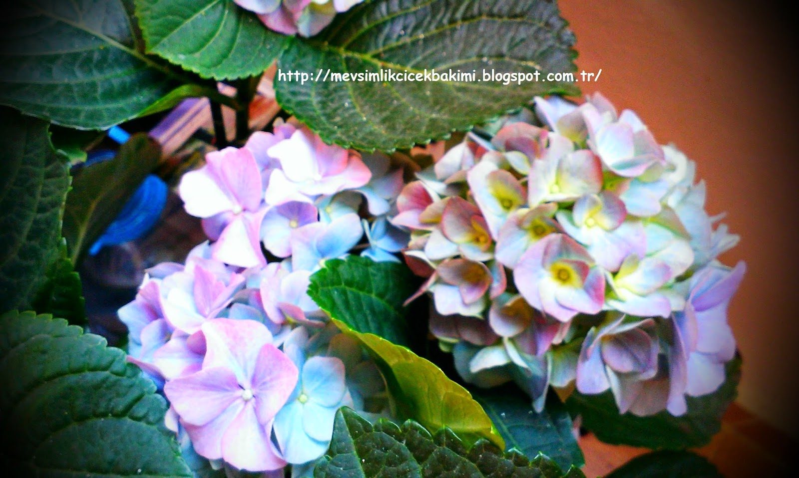 ORTANCA (Hydrangea Macrophylla) BAKIMI | Çiçek Bakımı, Çiçek Çeşitleri ...
