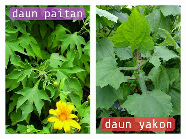 Daun Yakon/Insulin Meningkatkan Hormon Insulin pada Pankreas - Daun ...
