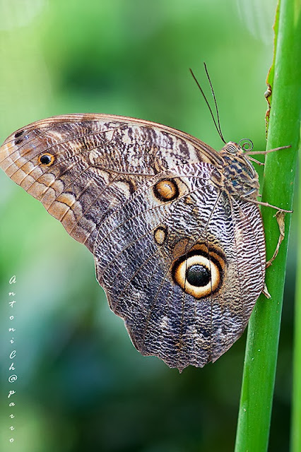 Solsones en Imagenes: Mariposas de Costa Rica.Mariposa Morpho