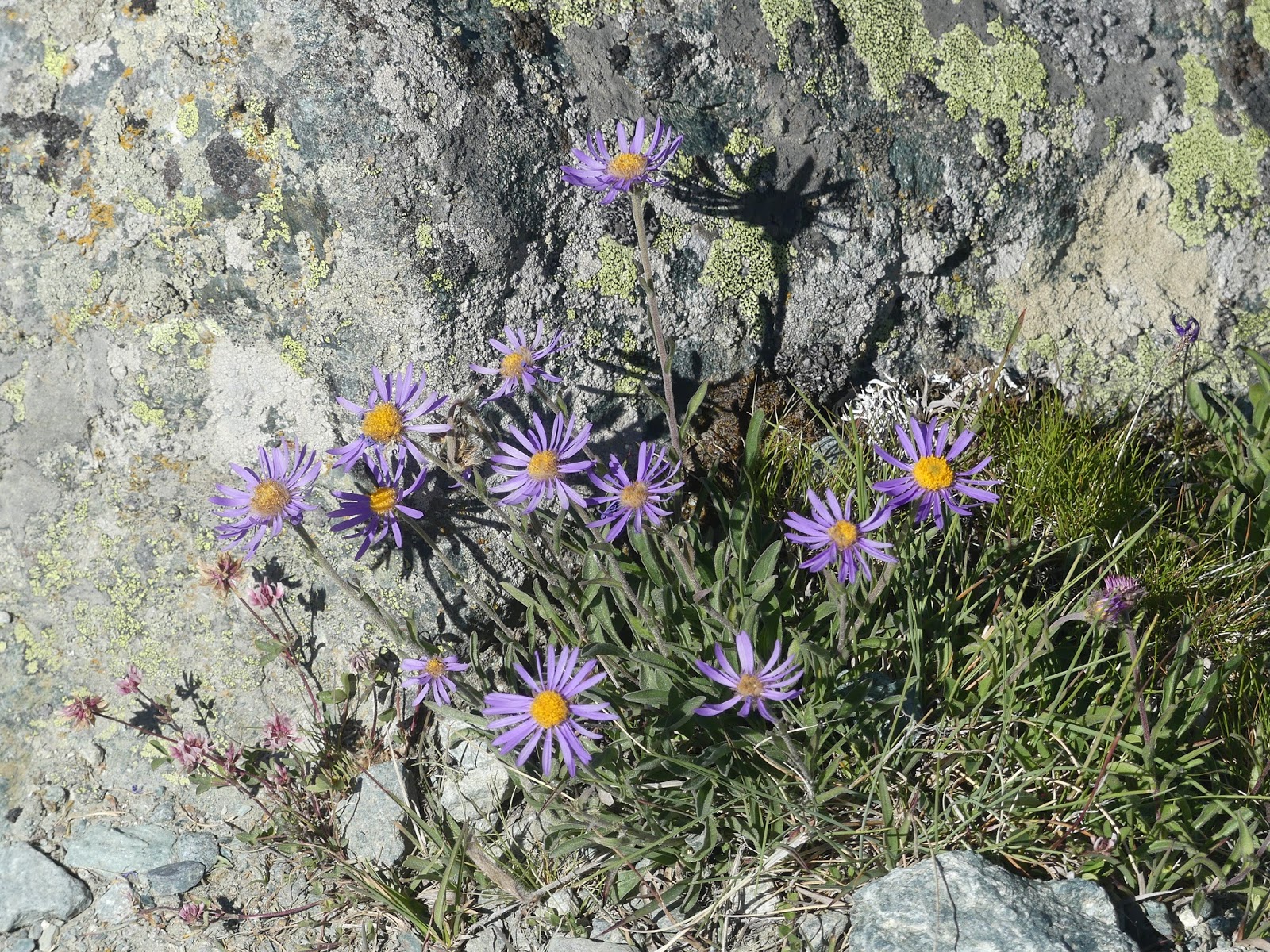 The Outdoor Traditionalist : A Pictorial View of Switzerland's Flora