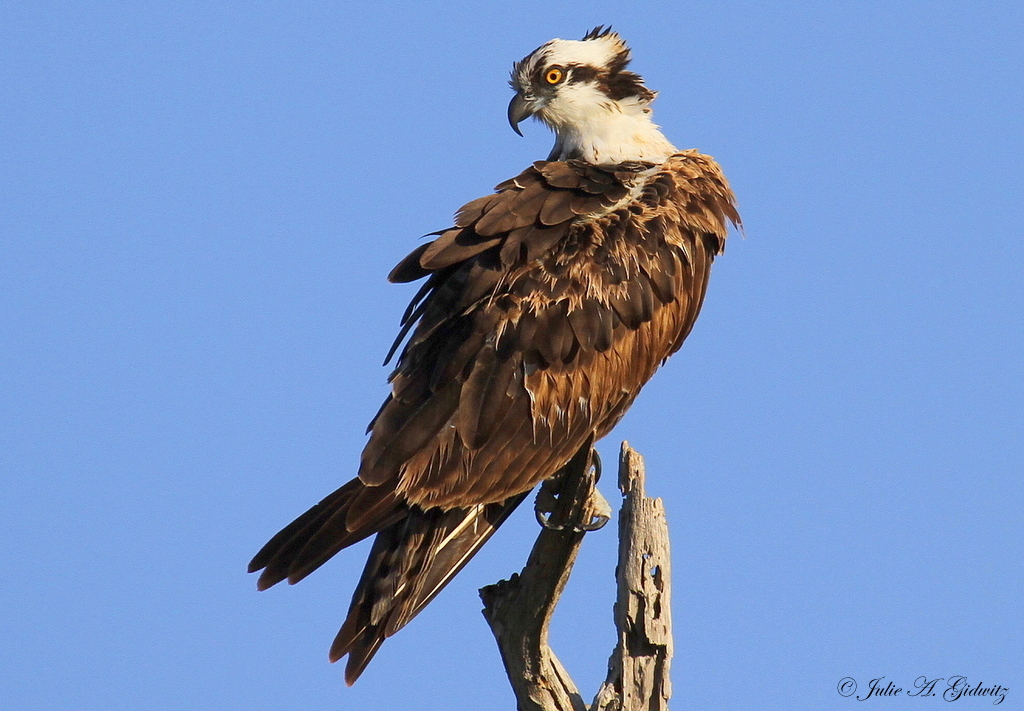 Birding Is Fun!: A Peek at Beaks