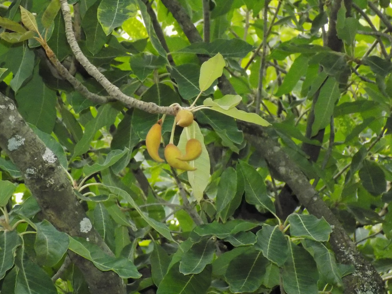 Mahua Plant (Mohu)
