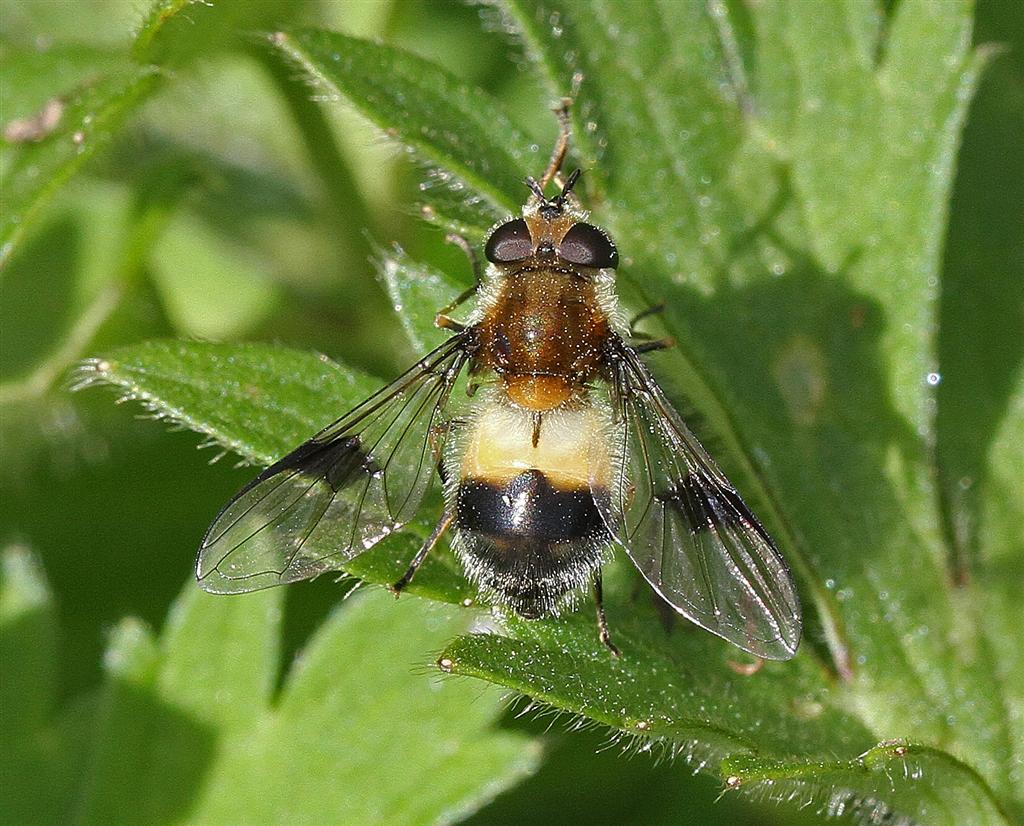 Michael Foley: Natural History ©: Various beetles, hoverflies and other ...