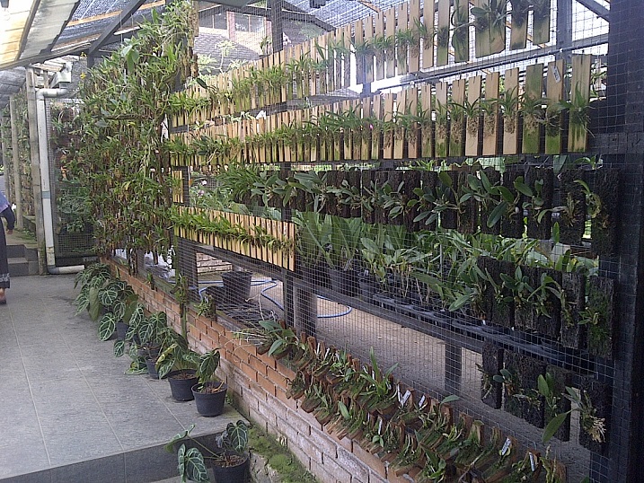 Ide Spesial 44+ Rak Gantung Anggrek