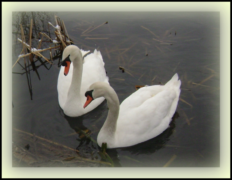 ružičasti dupin: CRVENOKLJUNI LABUD (CYGNUS OLOR)