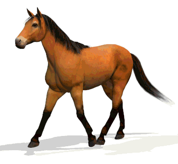 Sentencje Izuni: Gify ruchome- konie