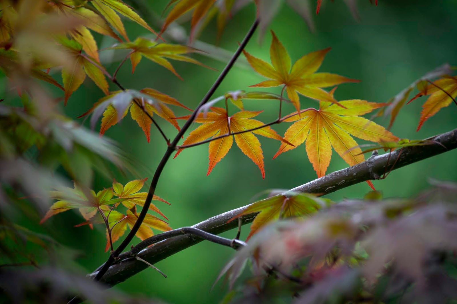 Hyperblogal: long-lens photography