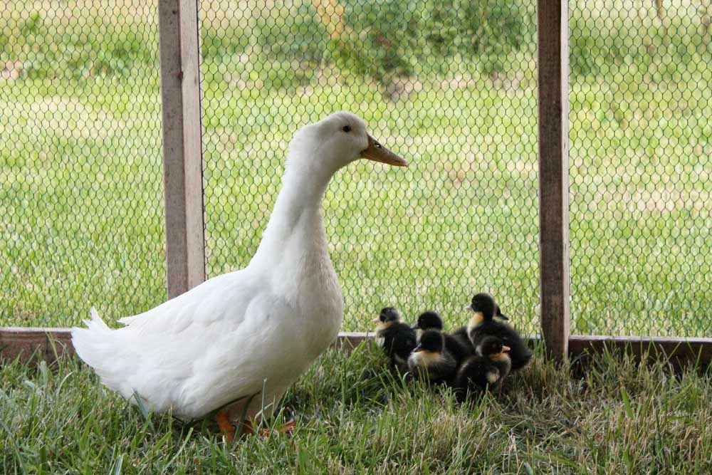 Antiquity Oaks: Updates around the farm