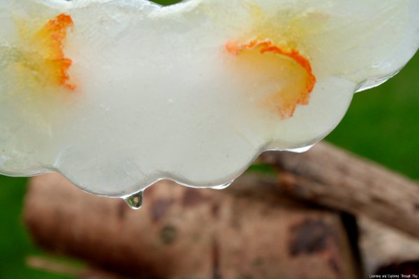 Learning and Exploring Through Play: Spring Ice Ornaments