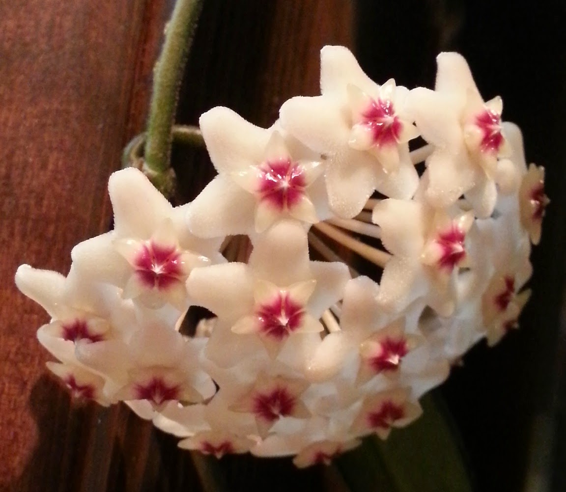 Weeding on the Wild Side: Wild Bird Wednesday Nuthatch, Hoya