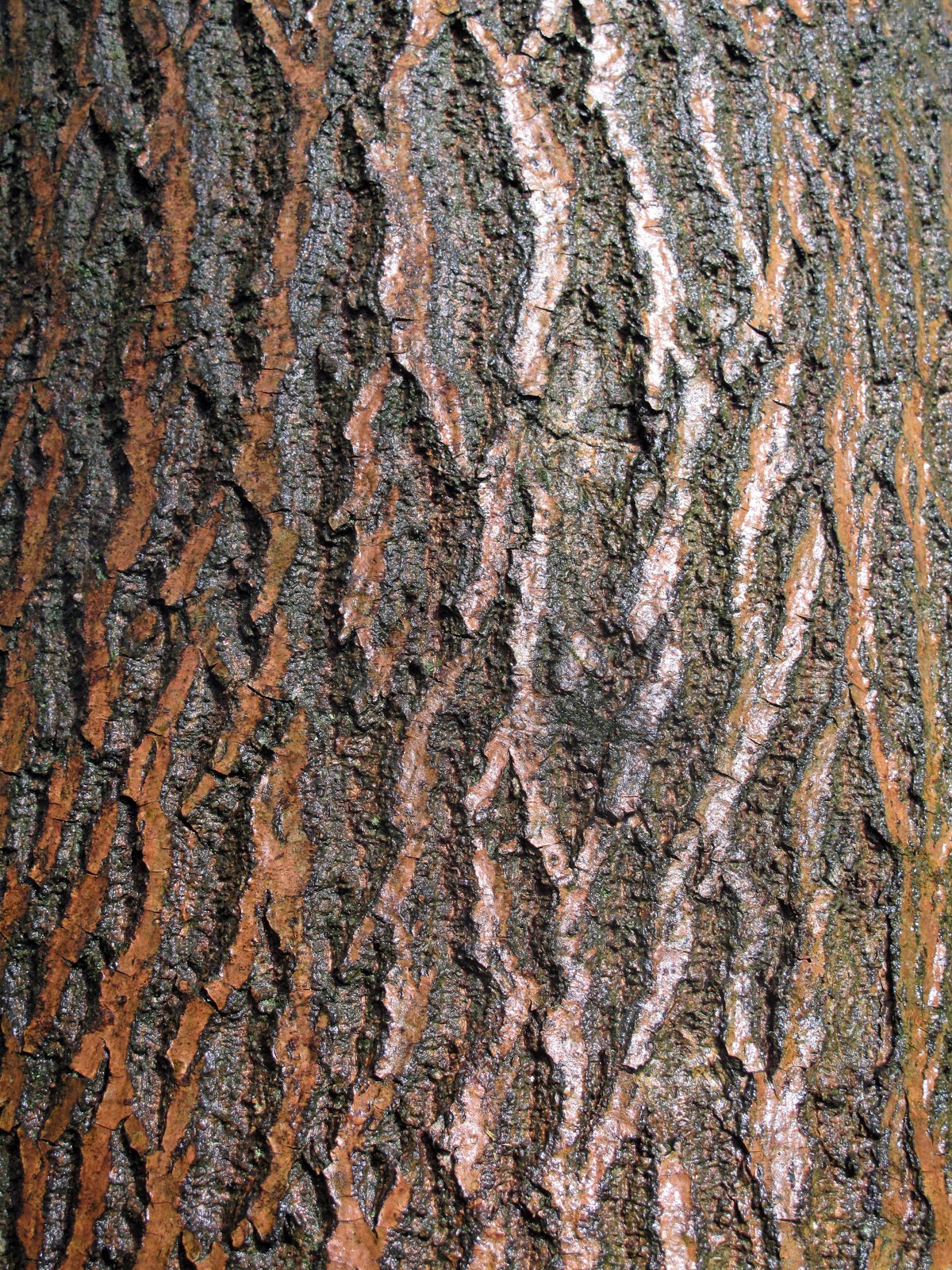 chocolatelikesnow: A Blaze of Autumn