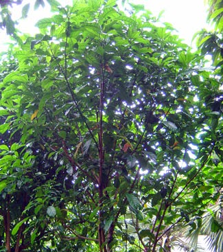 Reforestation and the Medicinal Uses of Trees -Liliana Usvat Research ...