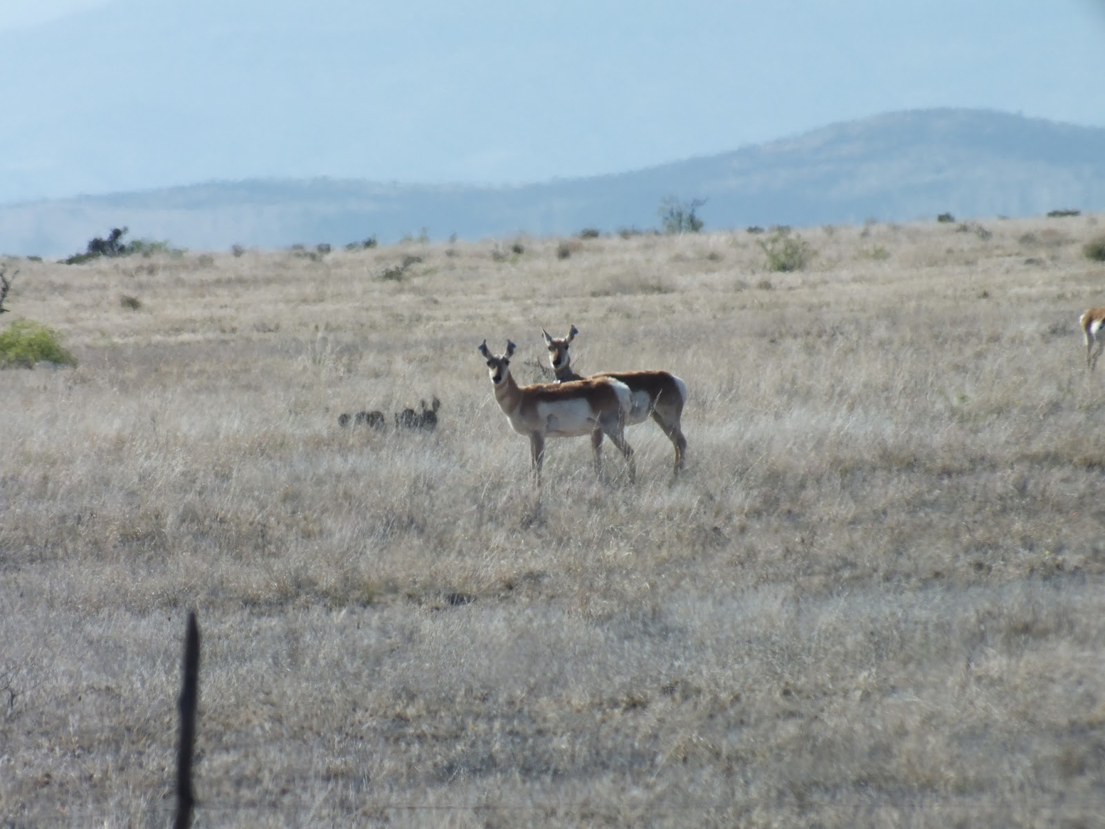 Big Bend - Texas Nature: Relocated Pronghorn Antelope