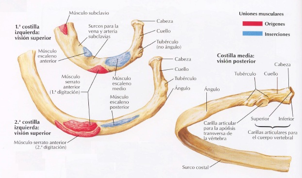 Osteología Torax - Kinesiología para Estudiantes