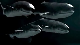 Documentalium: Cachalotes Prehistóricos . Los rivales del Megalodon