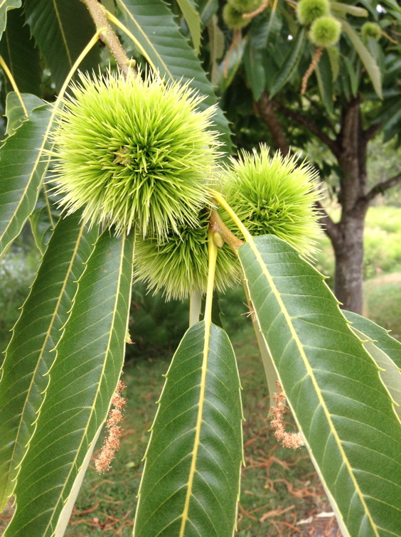 Rusty Ring: WW: European chestnuts