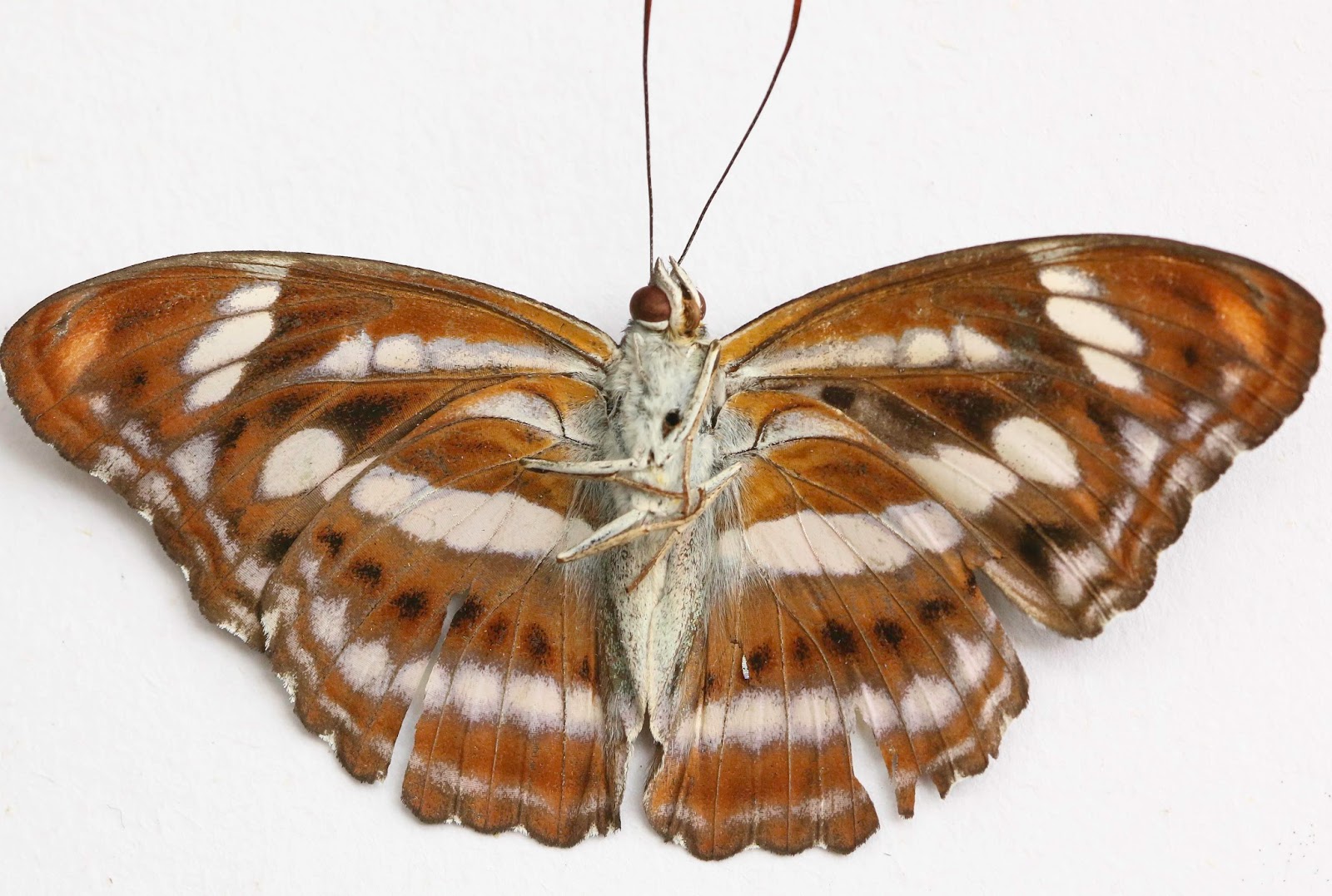 Butterflies of Vietnam: 46. Athyma nefte asita (The Color Sergeant)