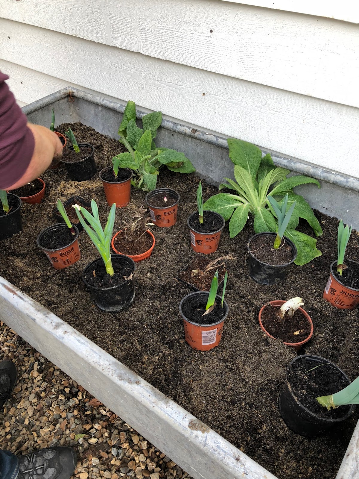 Garden // Spring Planting {with Sarah Raven} - Roses and Rolltops