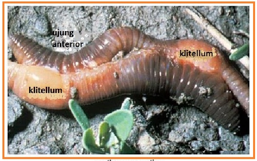 Struktur Anatomi Dan Sistem Fisiologis Cacing Tanah