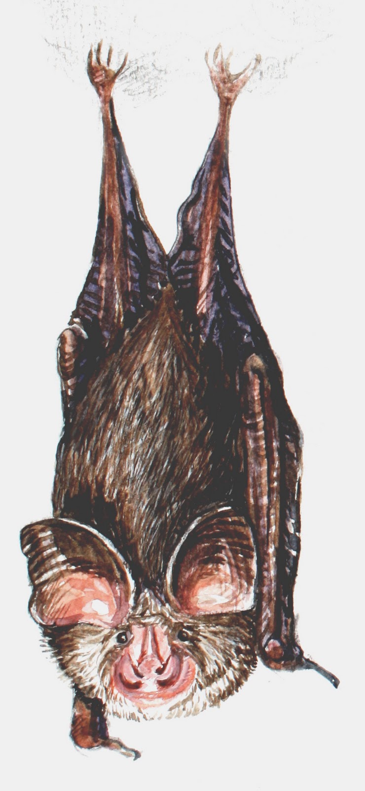 Alessandro Sacchetti - Wildlife Painter: Chirotteri