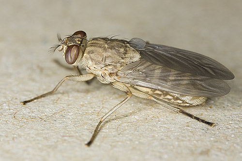 Entomologando: La Glossina palpalis: mosca TzE-TzE