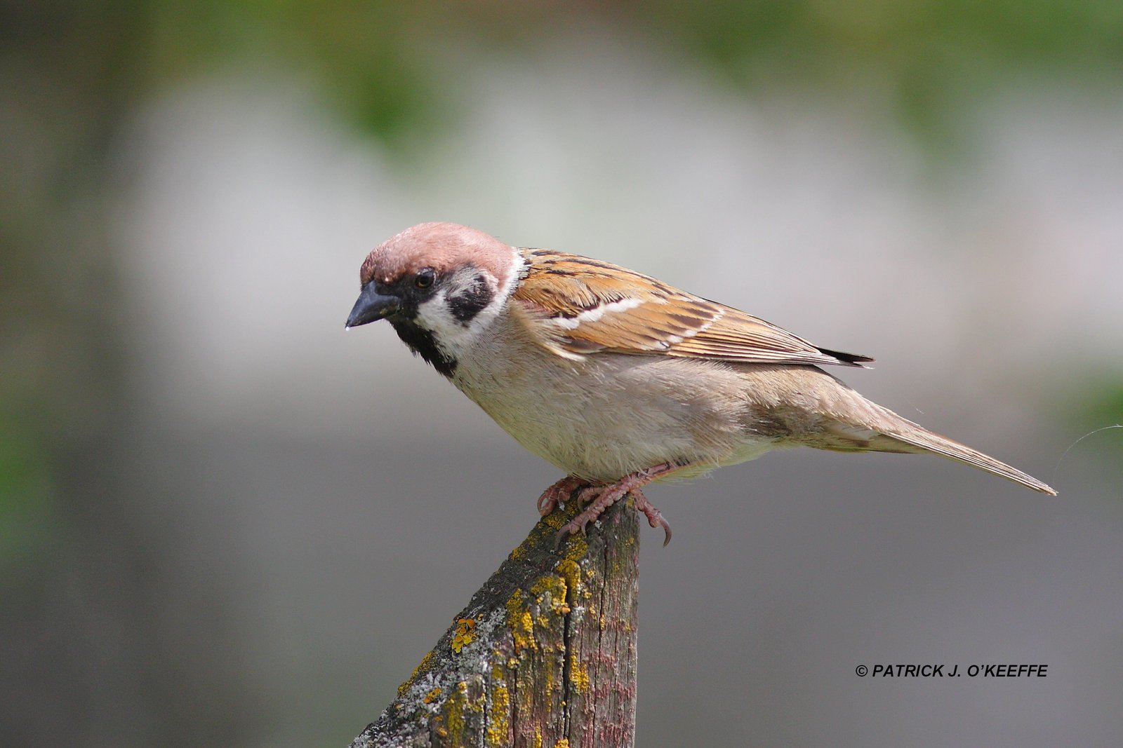 Raw Birds: EURASIAN TREE SPARROW (Passer montanus) Belarus