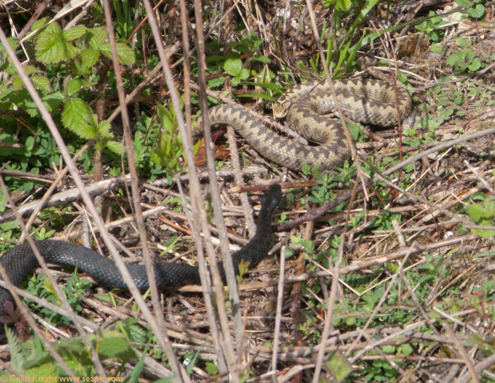 Postcards from Sussex: Adders and Grizzlies at Mill Hill