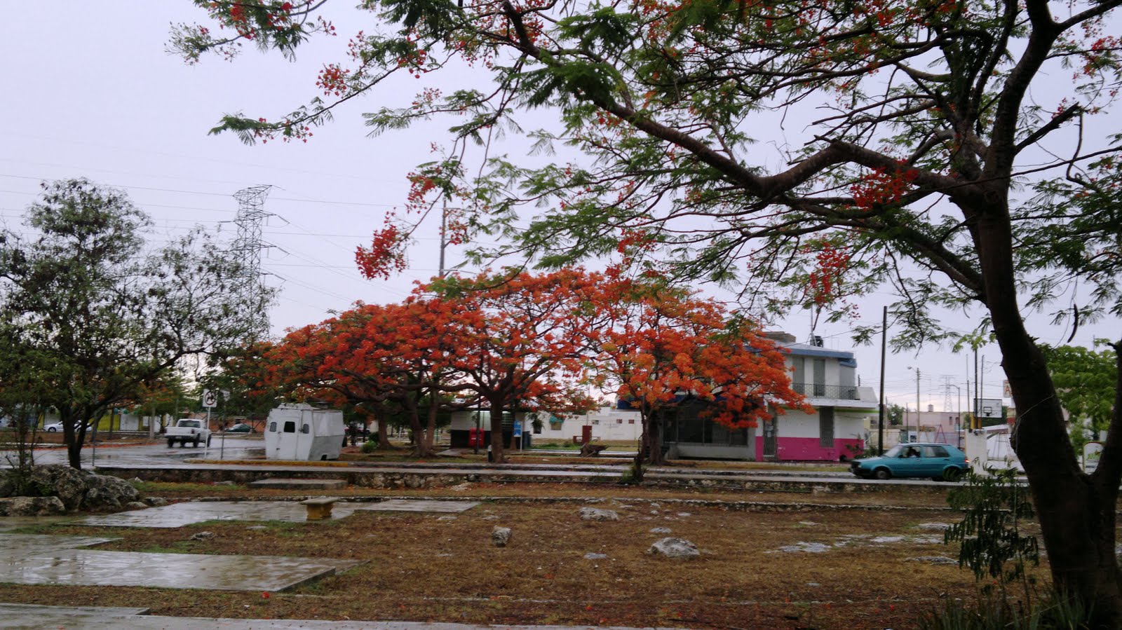 IGE 2010 MÉXICO - Rotary International: El florecer de los flamboyanes ...