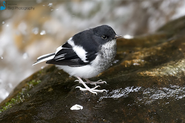 Birding in Sikkim (South and West) and North Bengal ~ Happy's Click